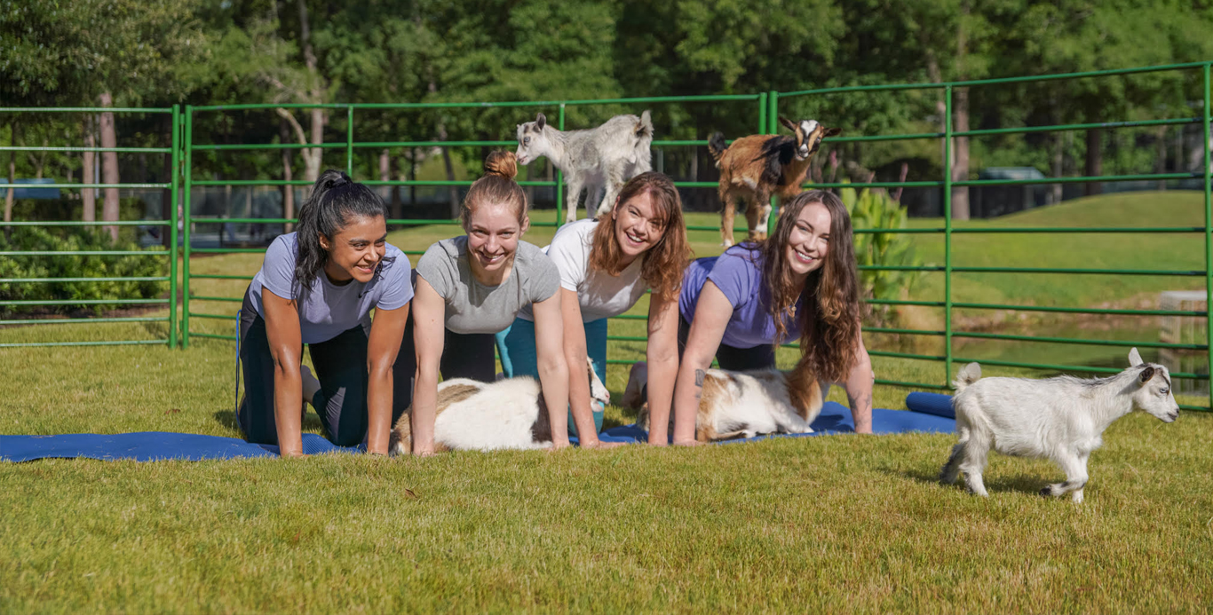 Goats and Good Night Package - The Woodlands Resort