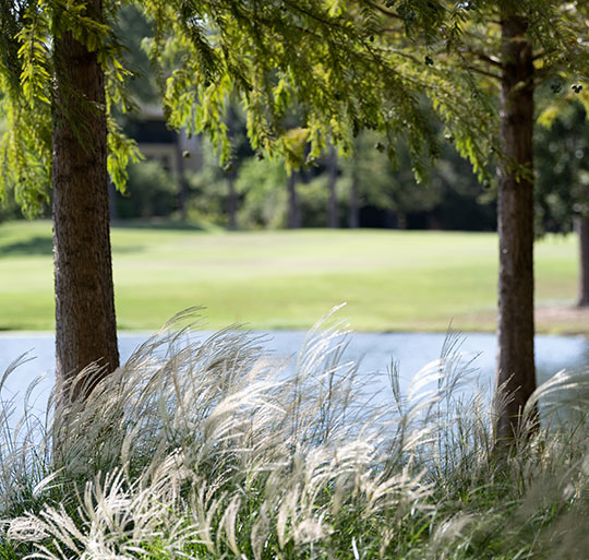 Escape to Nature - The Woodlands Resort